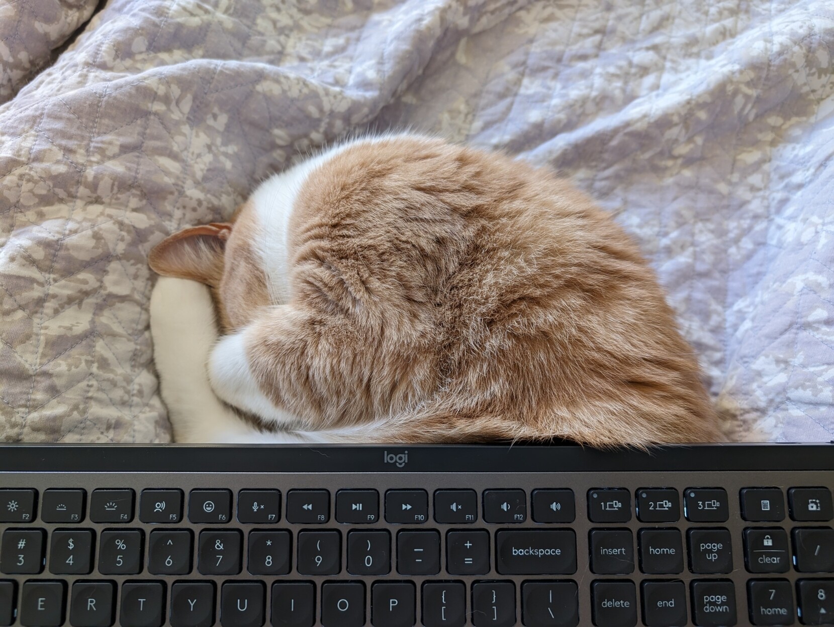 United Space Cats 😻 (@UnitedSpaceCats@mastodon.social) - Mastodon